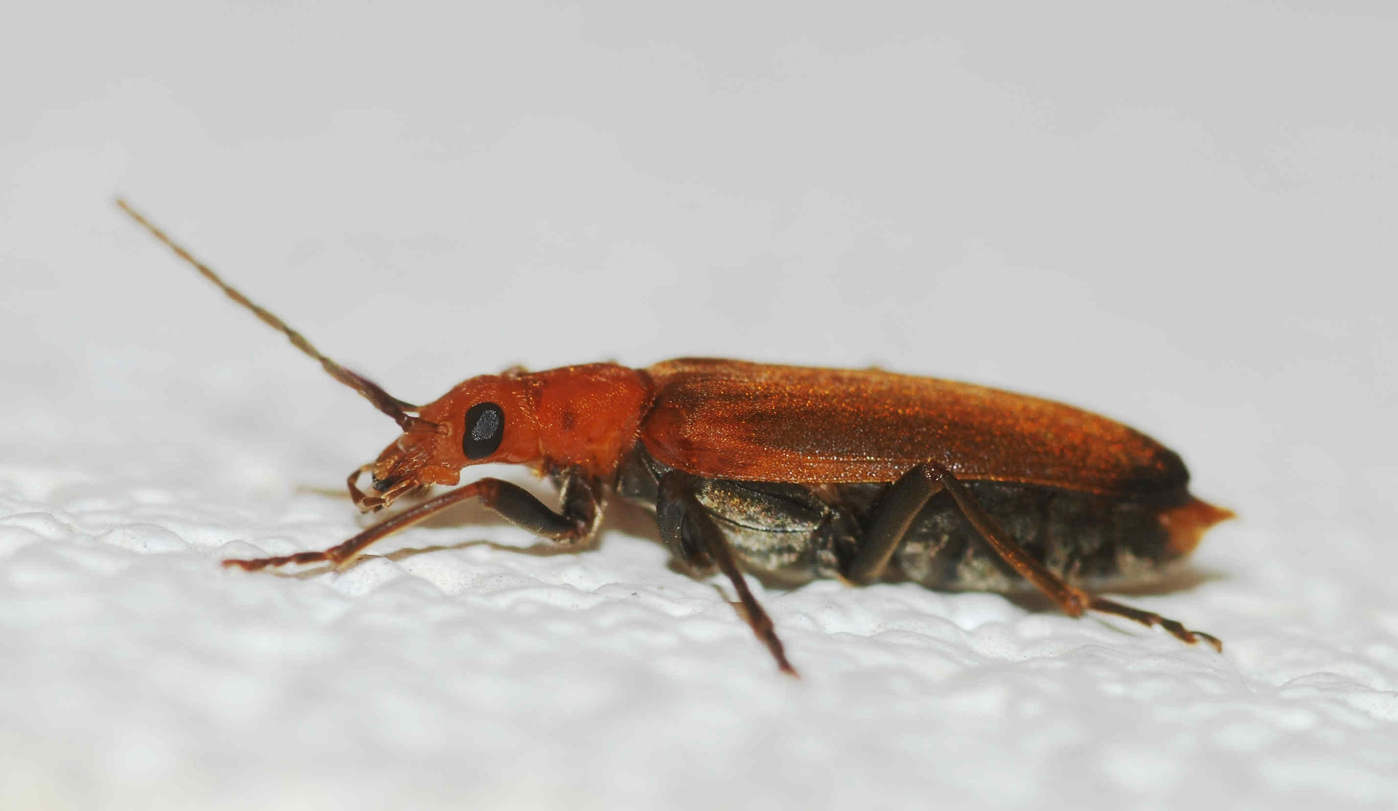 Springstaart - De Bestrijdingsbrigade