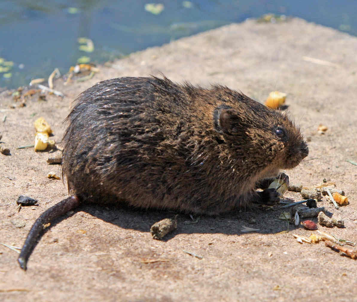Vuurwantsen - De Bestrijdingsbrigade