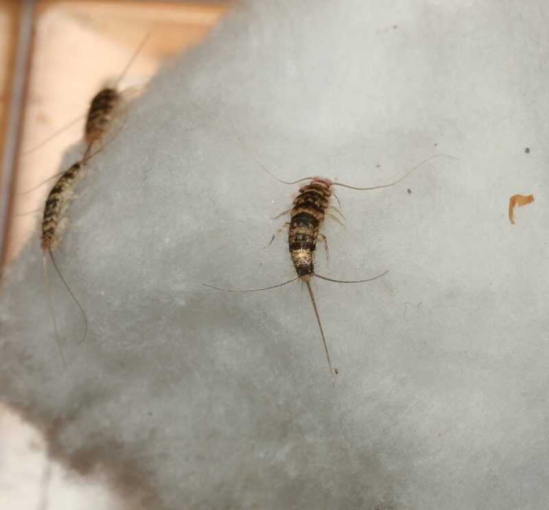 Beverrat - De Bestrijdingsbrigade