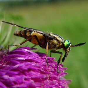 Graanklander - De Bestrijdingsbrigade